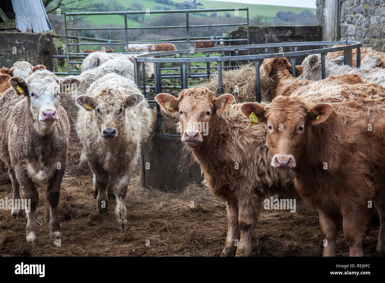 Wintering cattle hi-res stock photography and images - Alamy