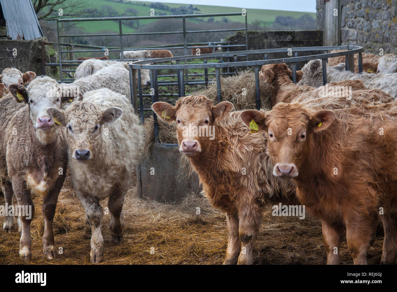 Cow in farm yard cornwall hi-res stock photography and images - Alamy