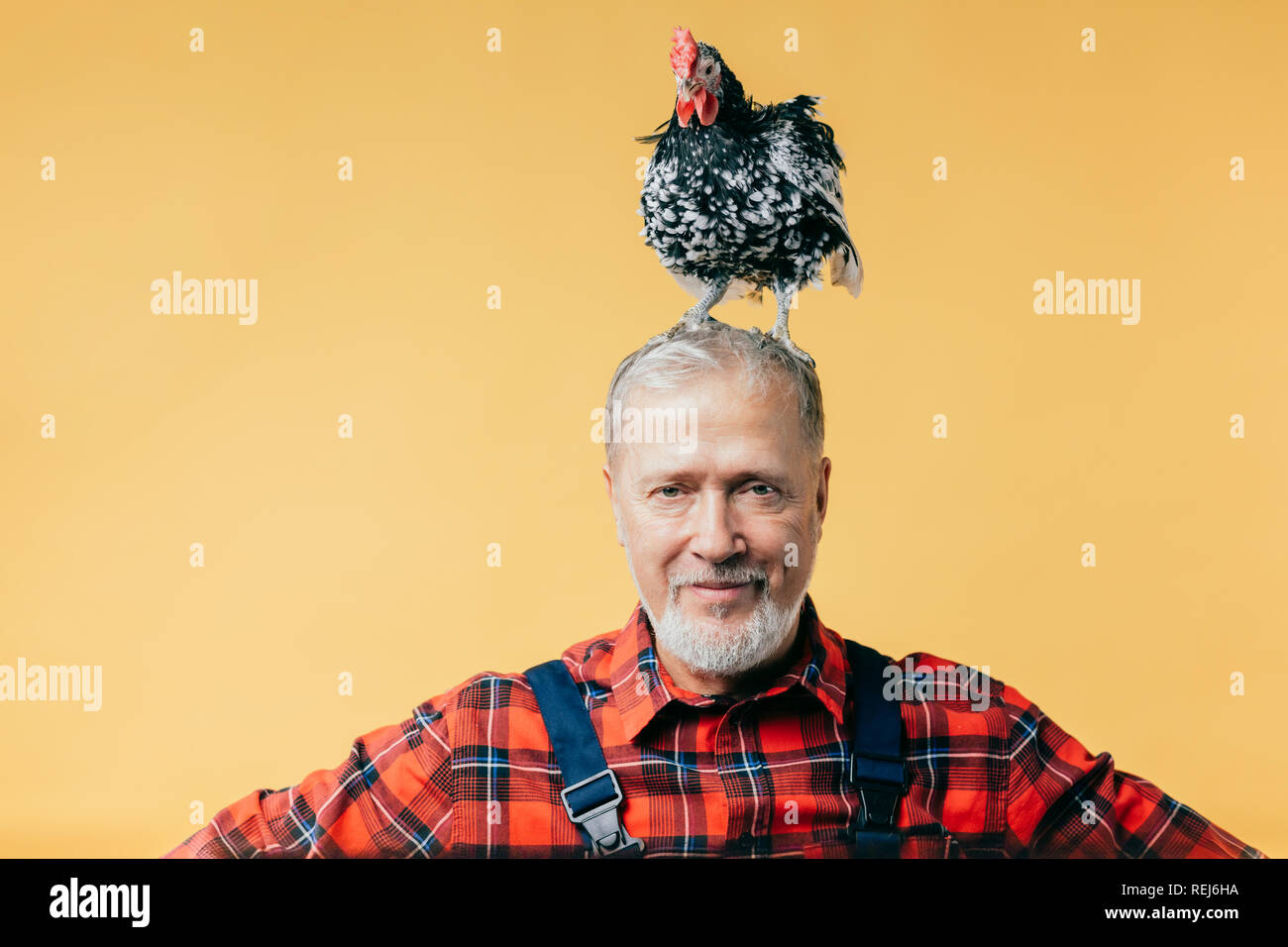nice chicken standing on the head of old man Stock Photo - Alamy