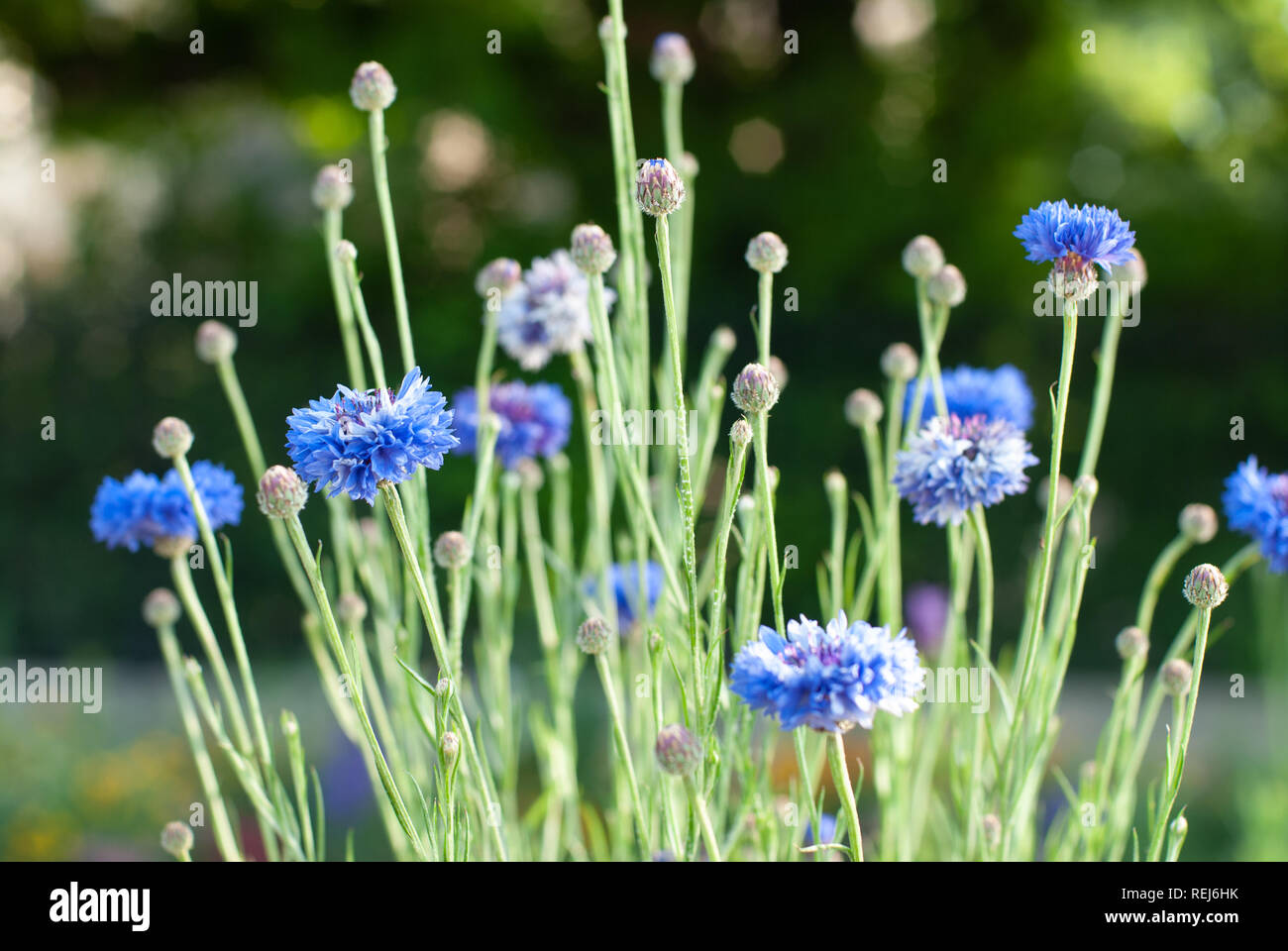 cornflower blossoms and buds Stock Photo - Alamy