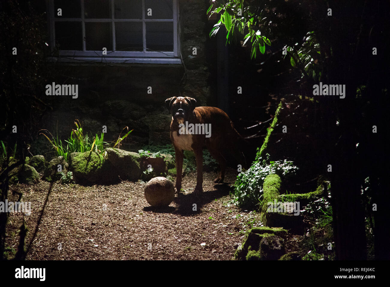 boxer dog standing over ball in garden lit by moonlight Stock Photo - Alamy