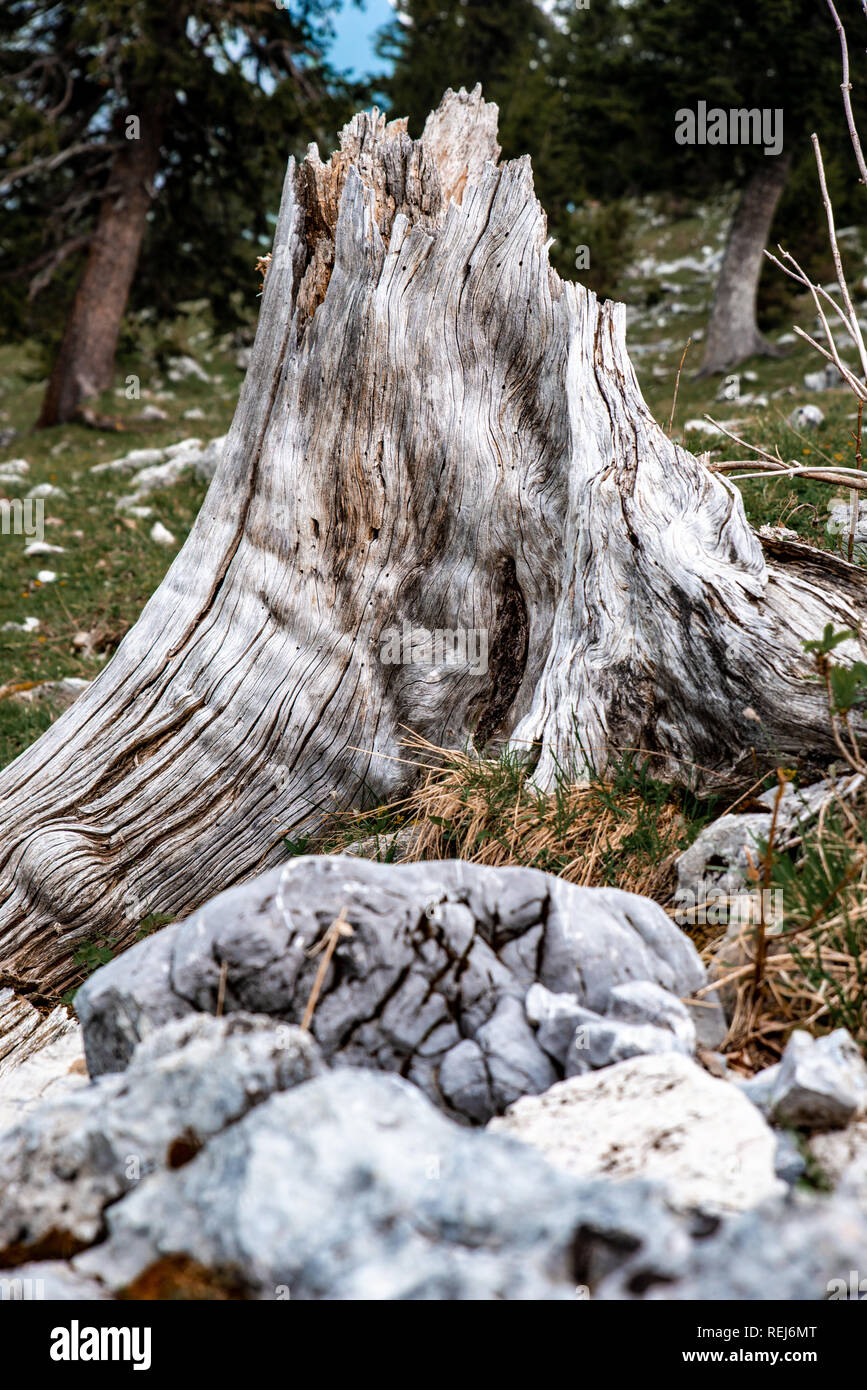 tree stump, wood grain without bark Stock Photo - Alamy