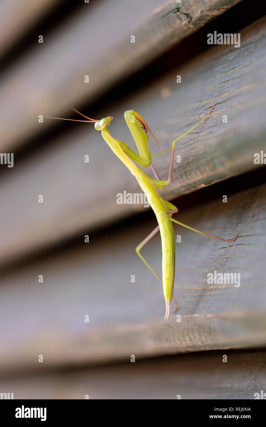 mantis on a wooden door walking up Stock Photo - Alamy