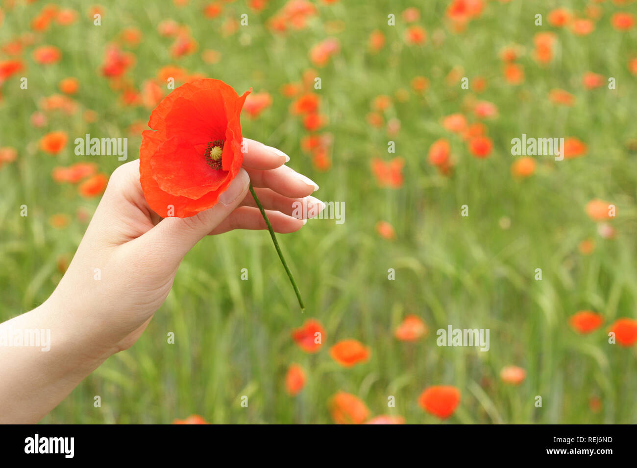Poppy flower in woman's hand Stock Photo - Alamy