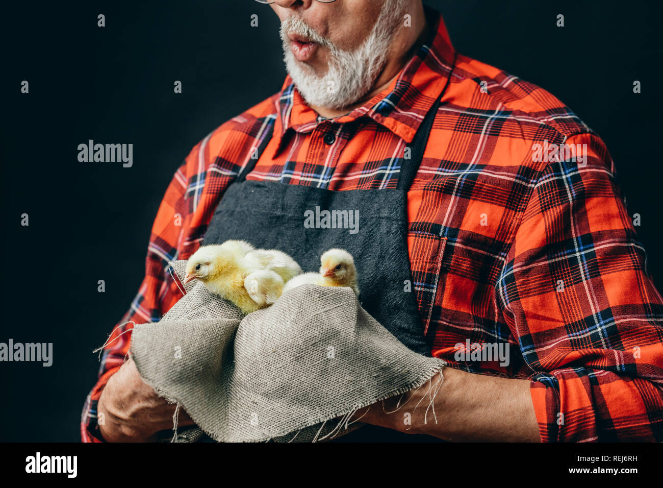 Chicken singing hi-res stock photography and images - Alamy