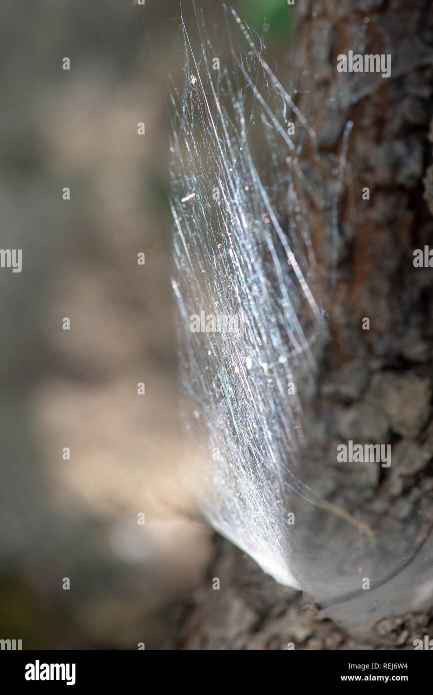 spider web on a tree in light Stock Photo - Alamy