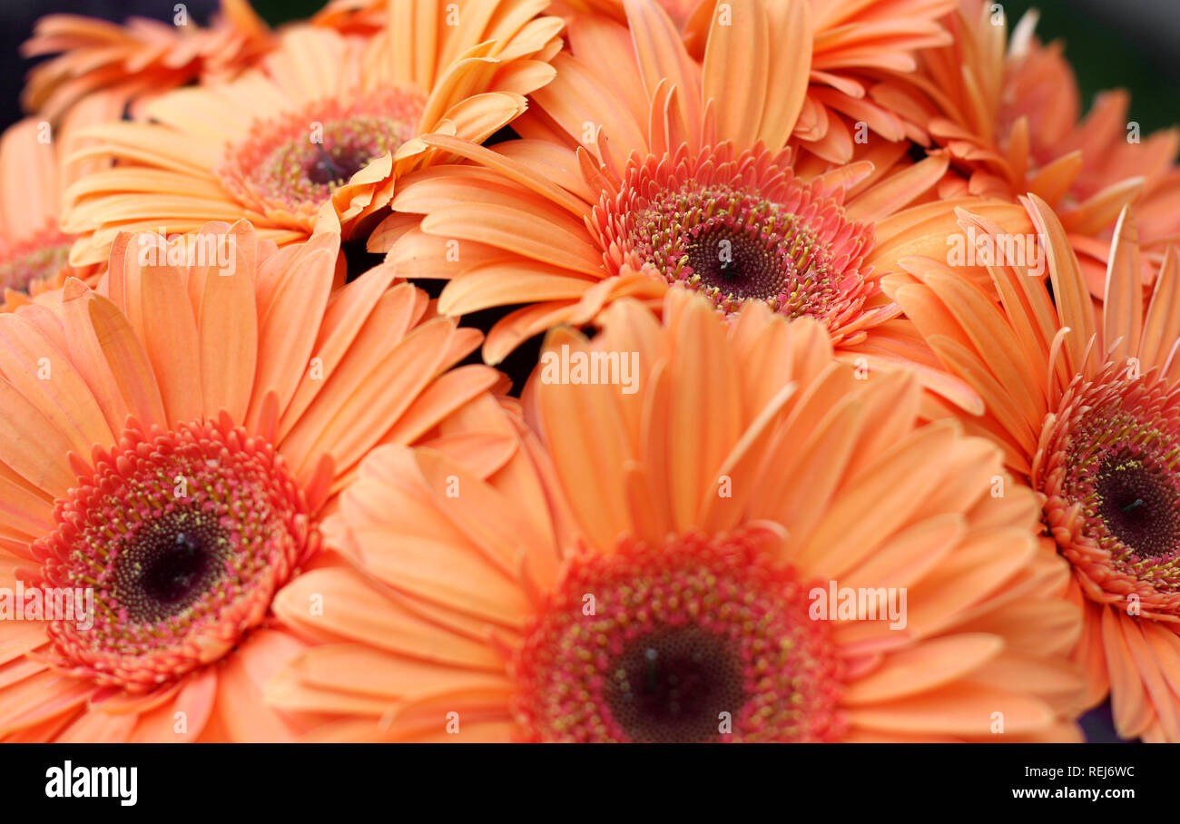 Background image of orange gerbera flowers Stock Photo - Alamy