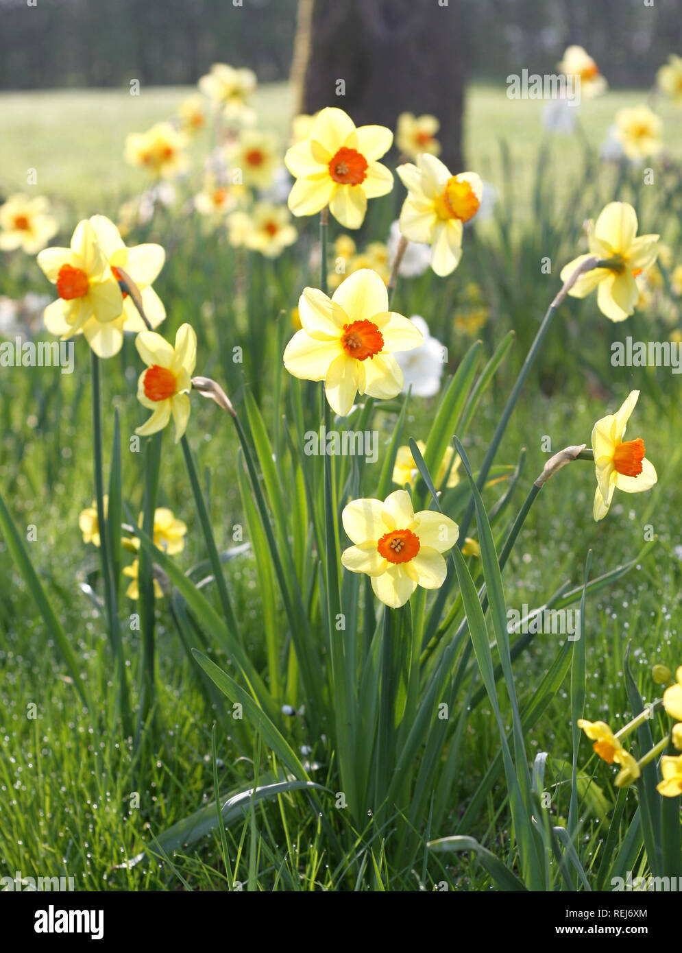 Bunch of daffodils in natural environment Stock Photo - Alamy