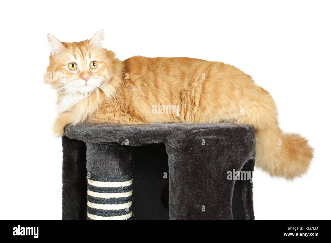 Cat on the top of the scrather, isolated on white Stock Photo - Alamy