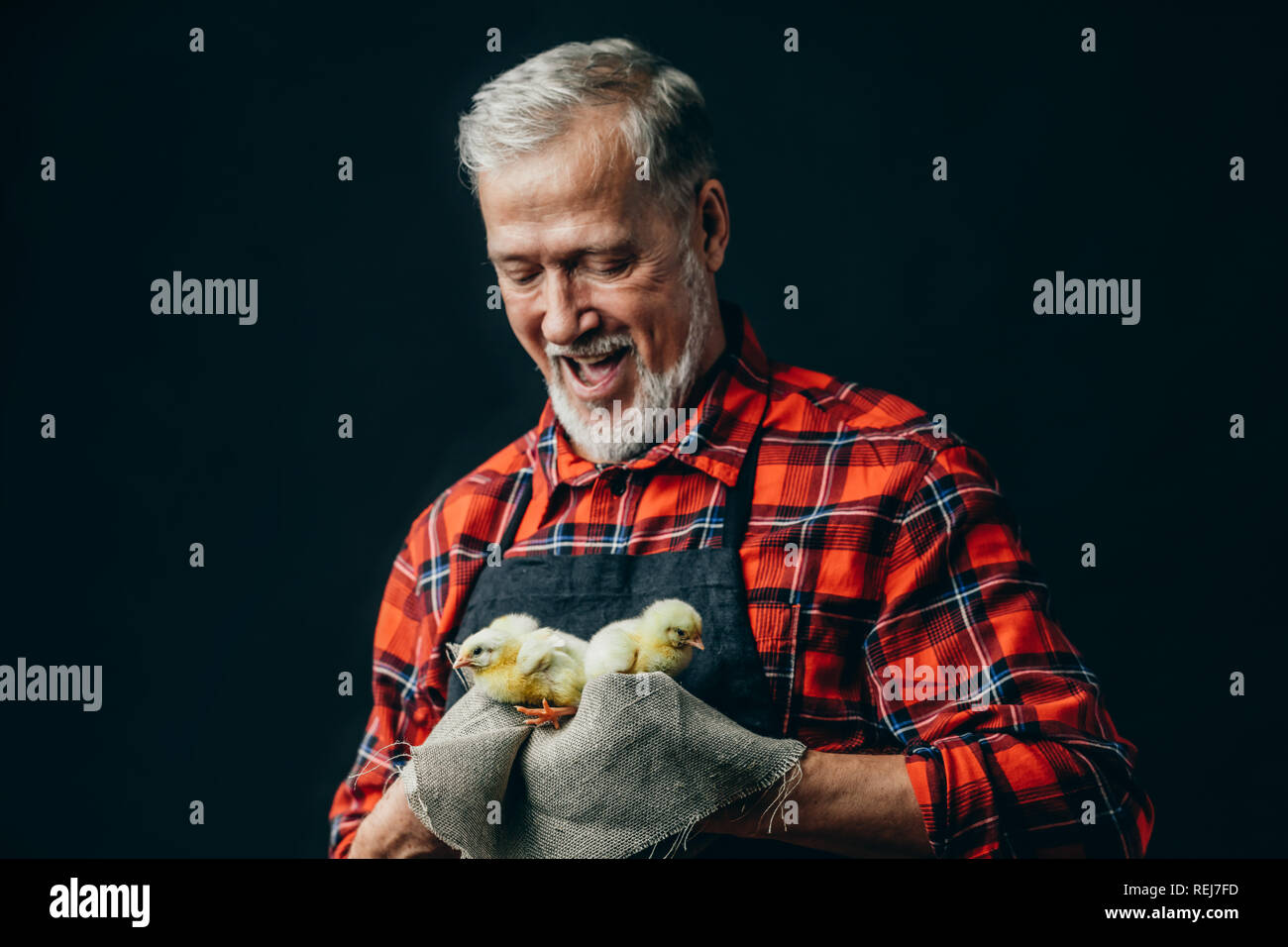 old positive man with jnewly hatched chickens Stock Photo - Alamy