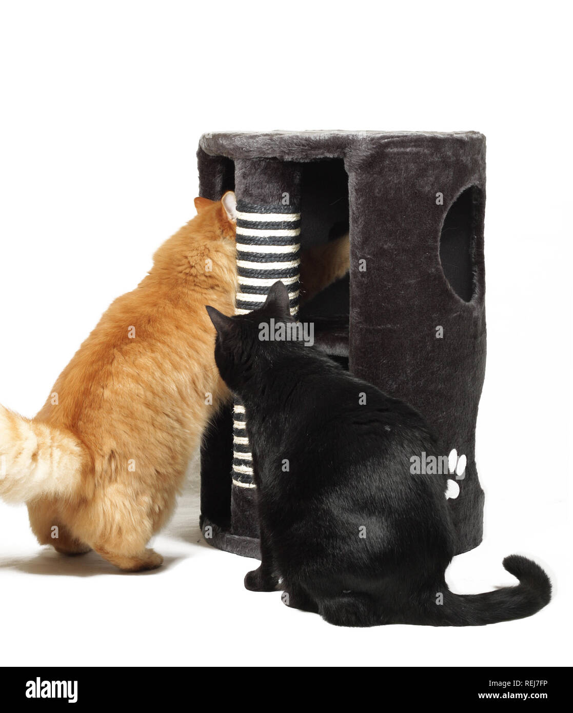 Cat scratcher hi-res stock photography and images - Alamy