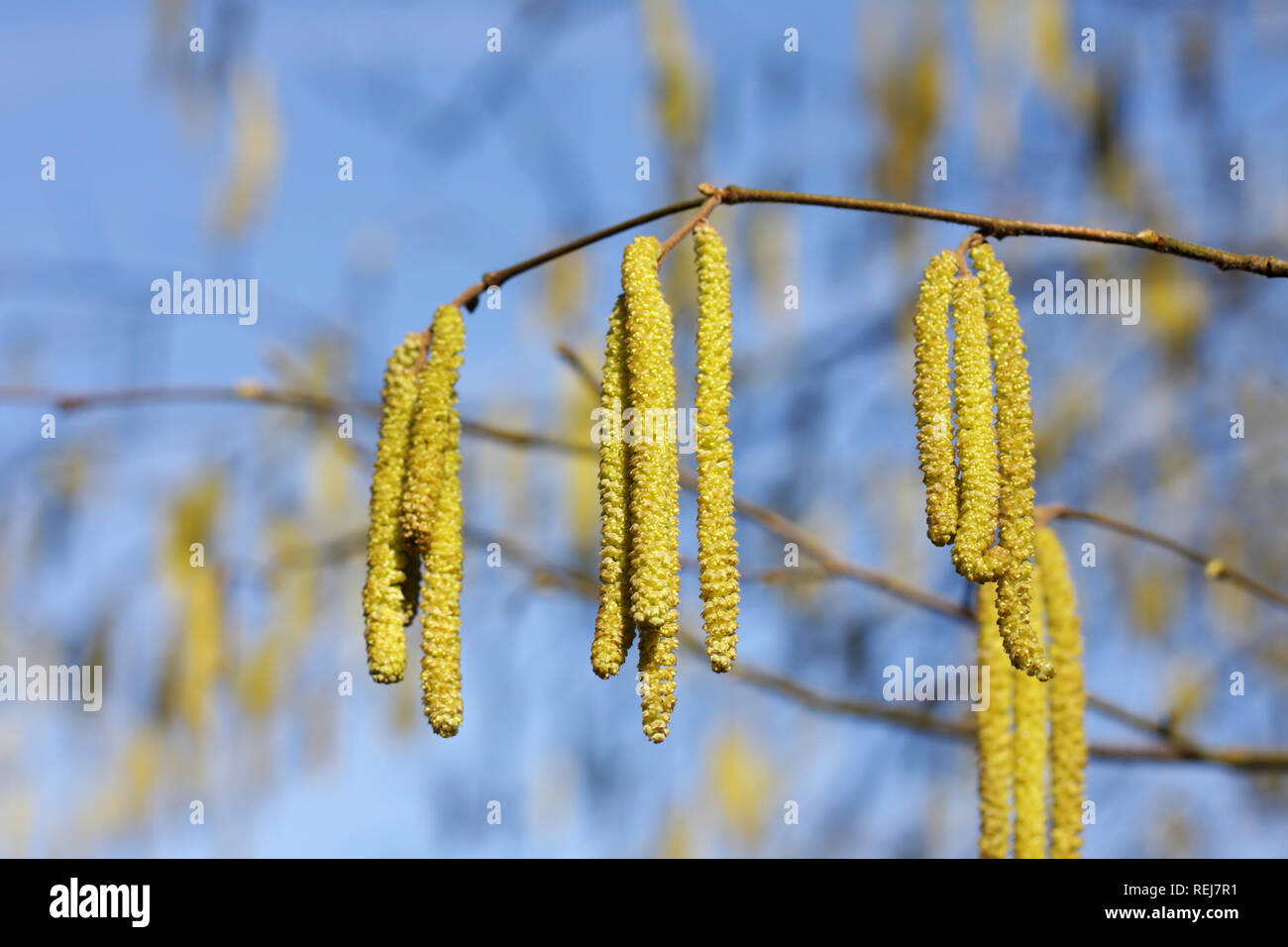 Hazel branch with seeds in springtime, outdoors Stock Photo - Alamy