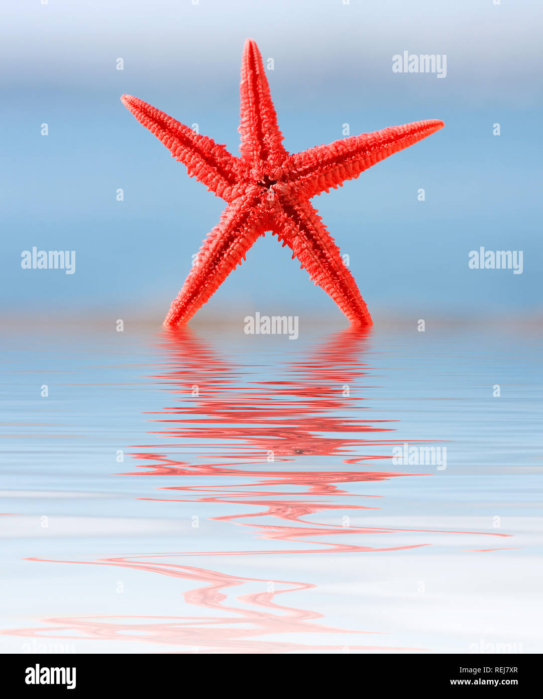 Five pointed red starfish on the beach Stock Photo - Alamy