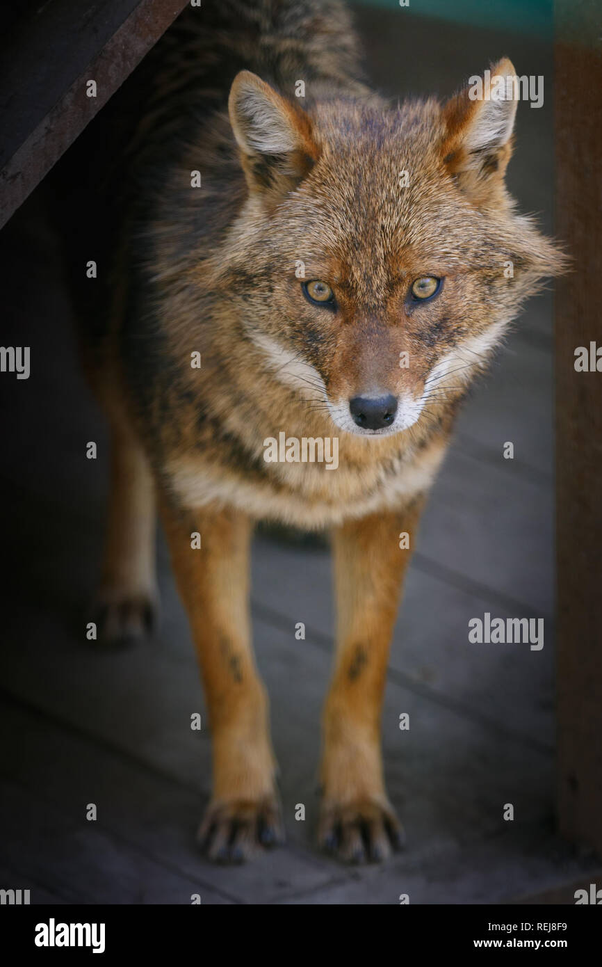 Jackal hut hi-res stock photography and images - Alamy