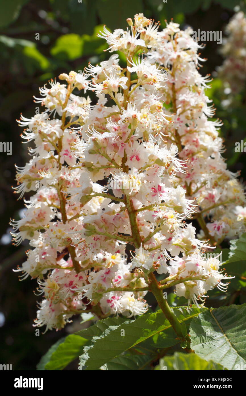 Conker Tree Blossom (Aesculus hippocastanum) Horse Chestnut Tree Stock ...
