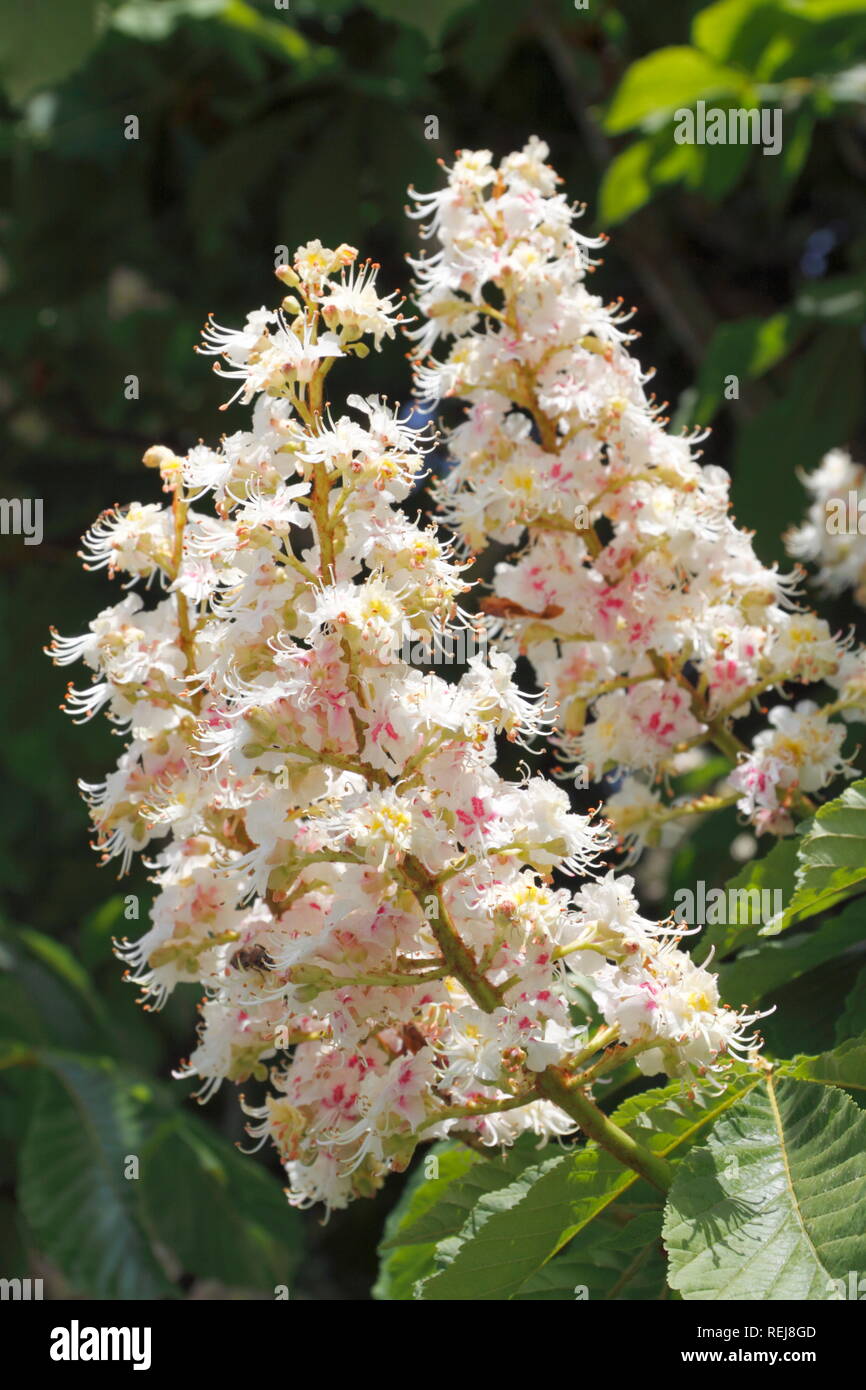 Conker Tree Blossom (Aesculus hippocastanum) Horse Chestnut Tree Stock ...