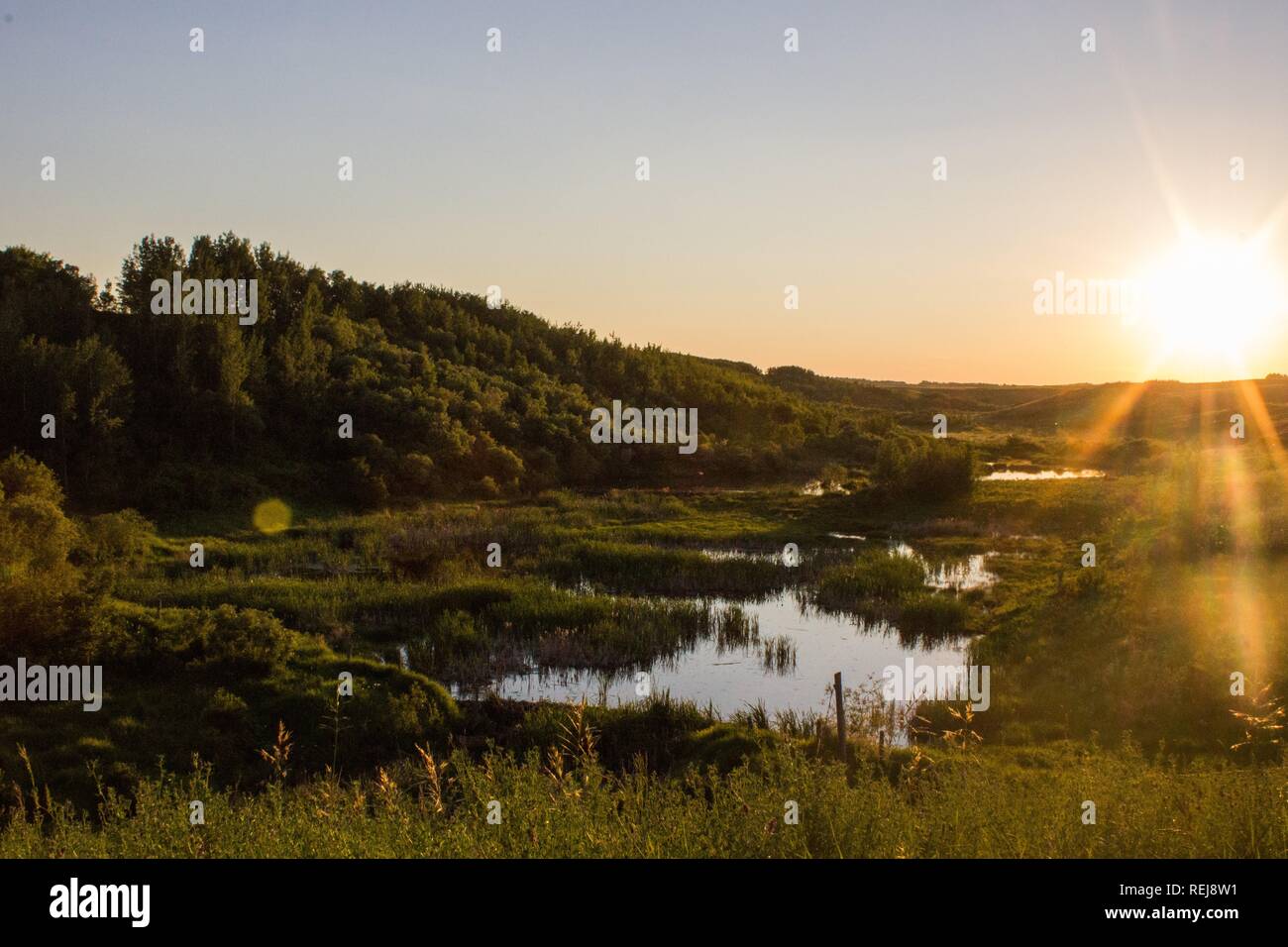 Swamp terrain grass hi-res stock photography and images - Alamy