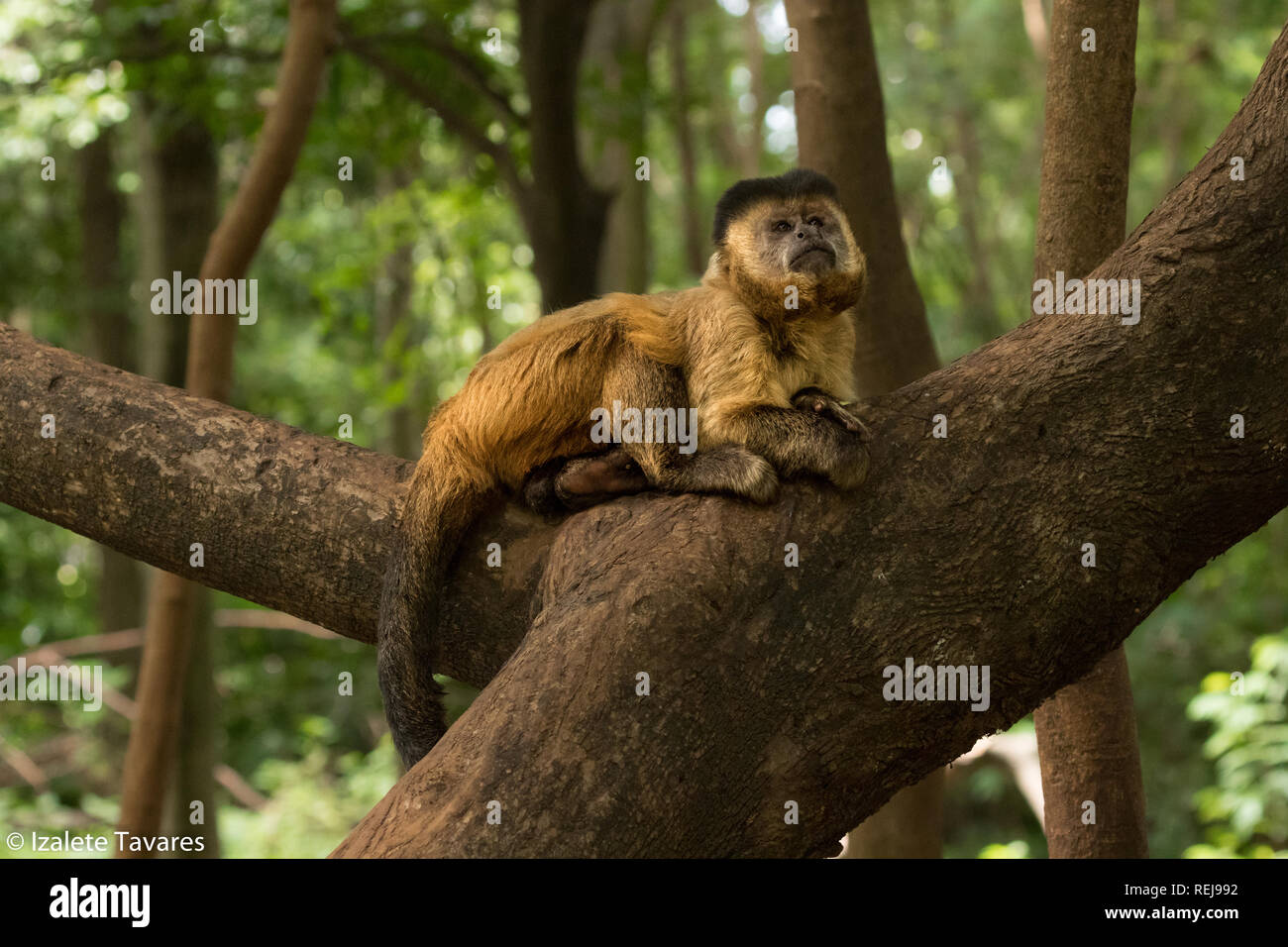 Robust capuchin monkeys in Goiânia, Goiás Stock Photo - Alamy