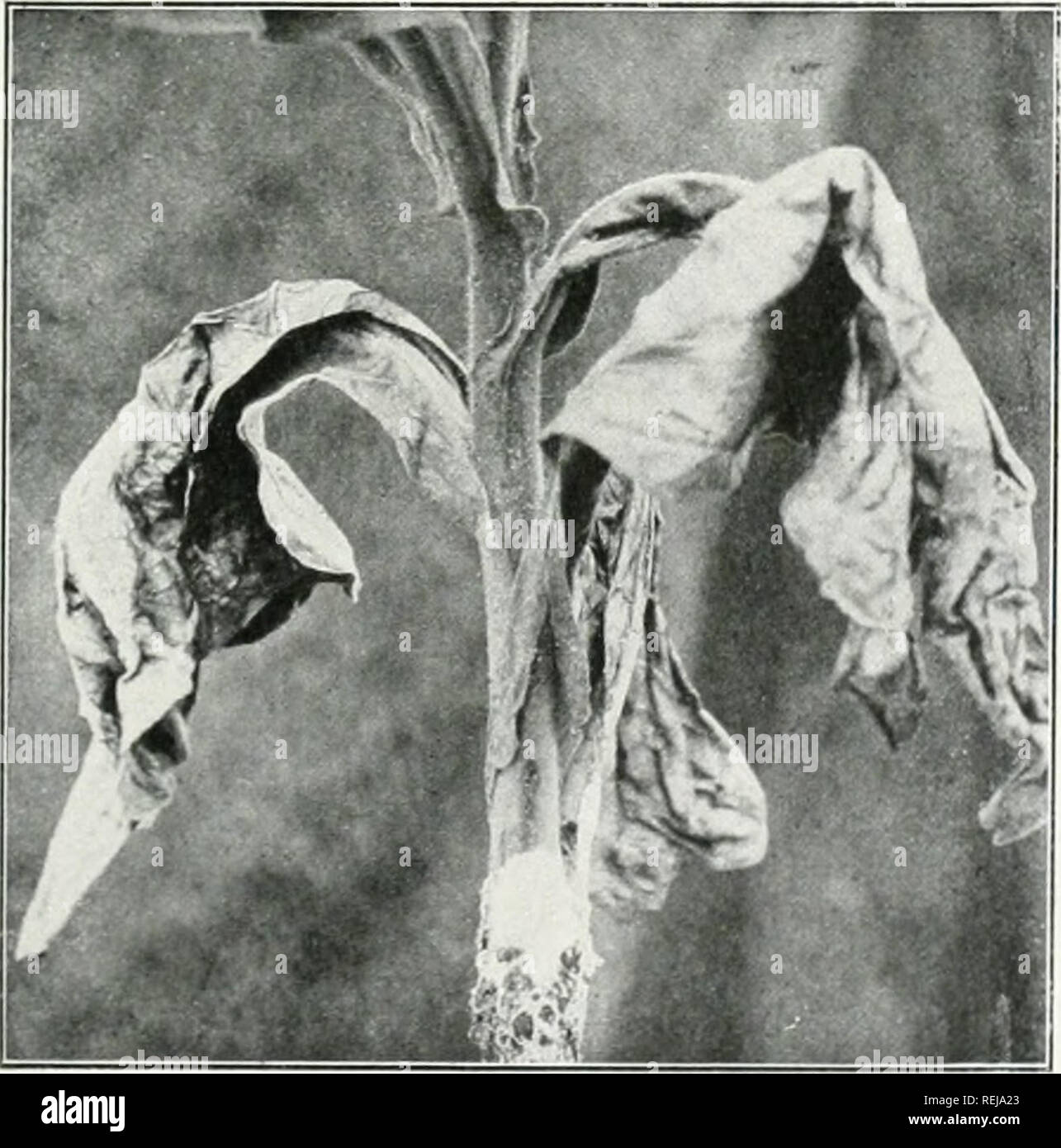 Sclerotium rolfsii hi-res stock photography and images - Alamy