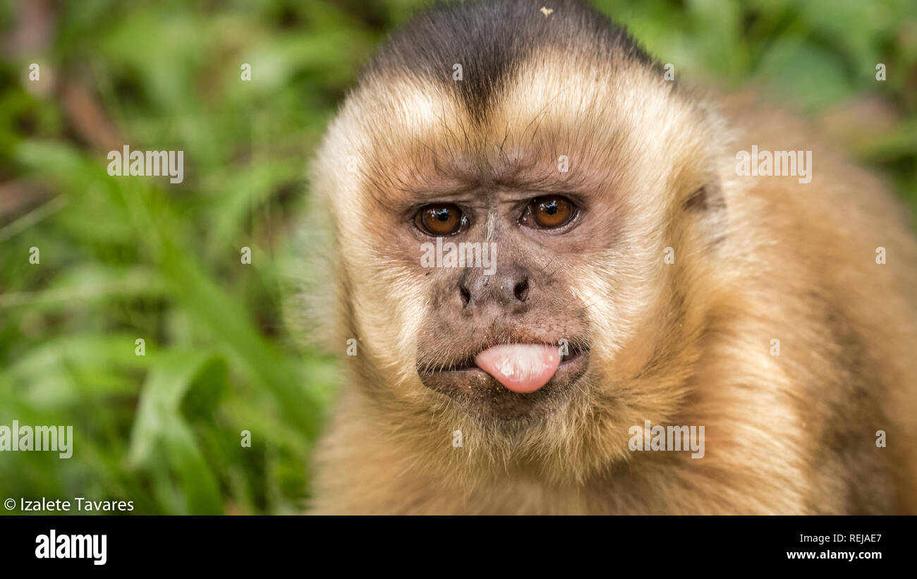 Robust capuchin monkeys in Goiânia, Goiás Stock Photo - Alamy