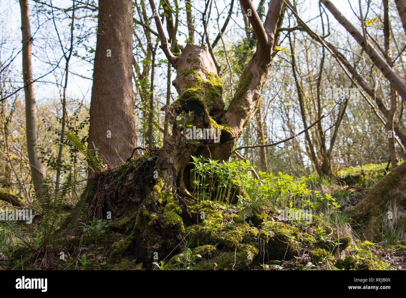 A face hidden in a rotting tree stump in the woods, Knaresborough ...