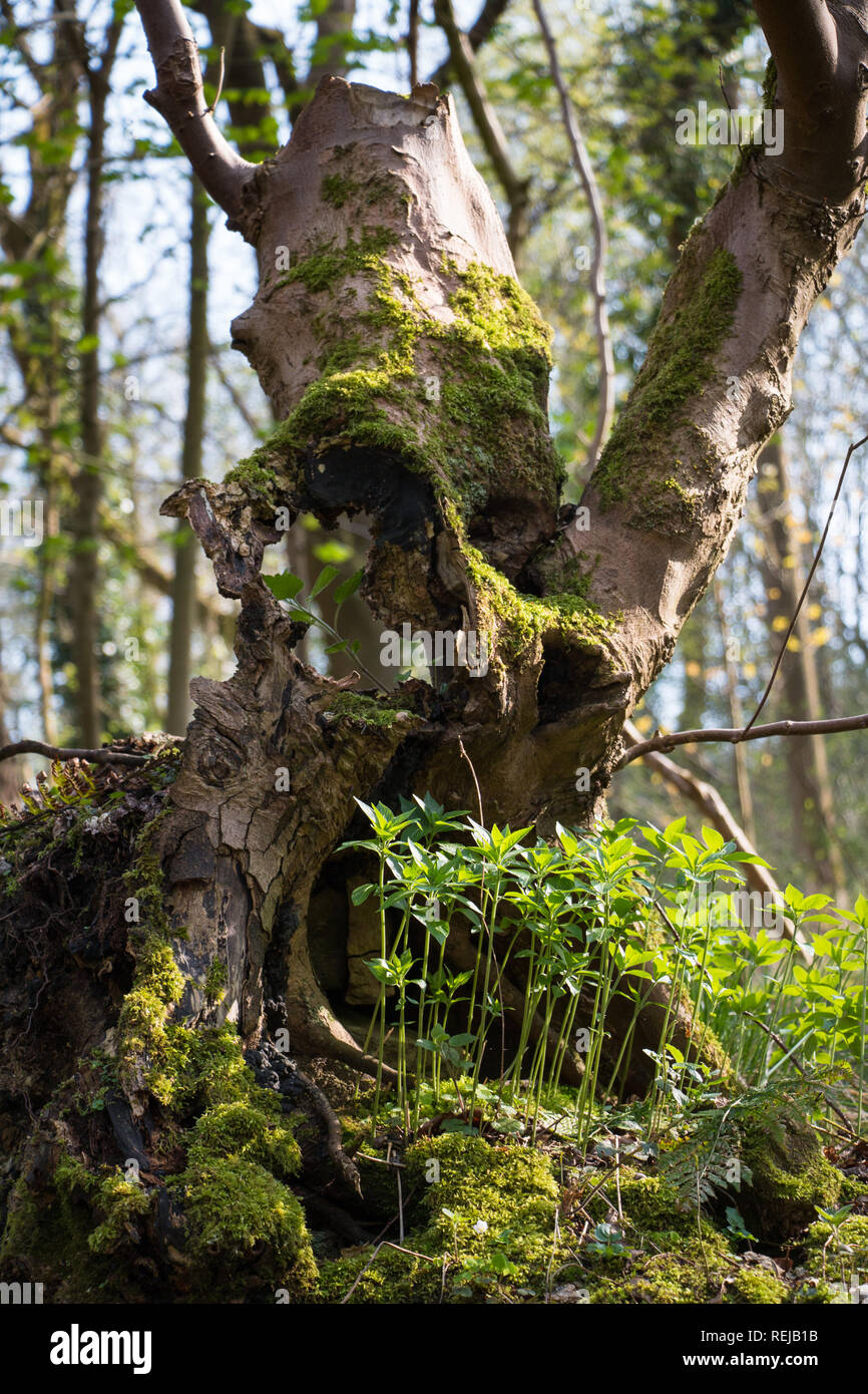 A face hidden in a rotting tree stump in the woods, Knaresborough ...