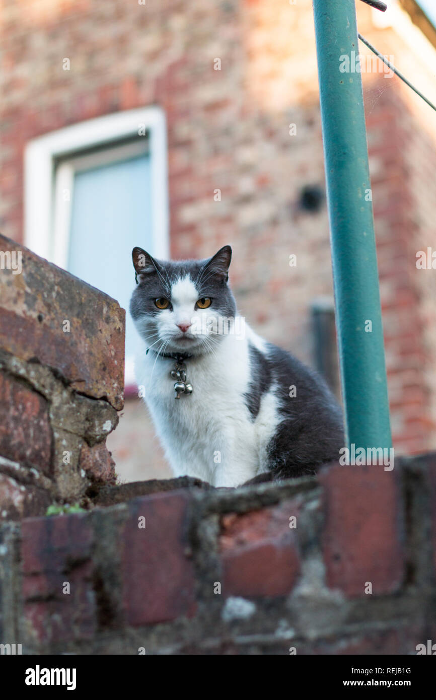 Grey and white cat sat on an alley wall in between terraces in York ...