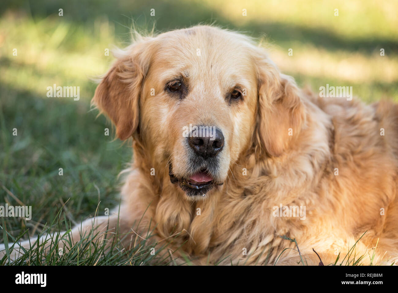 old golden retriever dog Stock Photo - Alamy