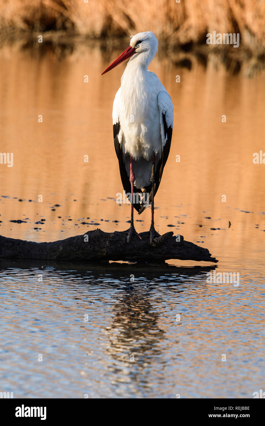 Birds Long Legs Water High Resolution Stock Photography and Images - Alamy