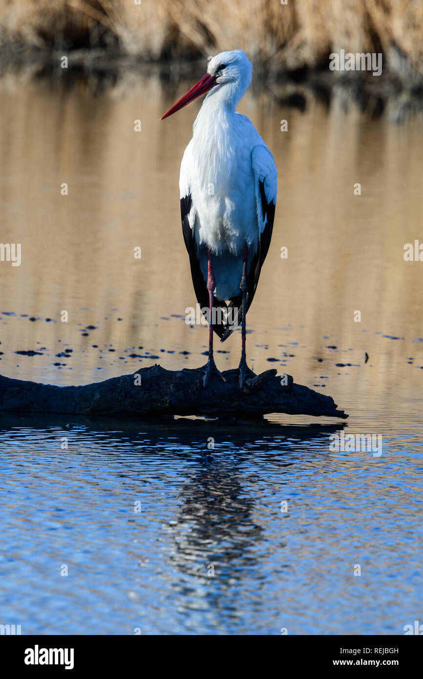 A white stork standing on dead wood in lagoon, Camargue , France Stock ...