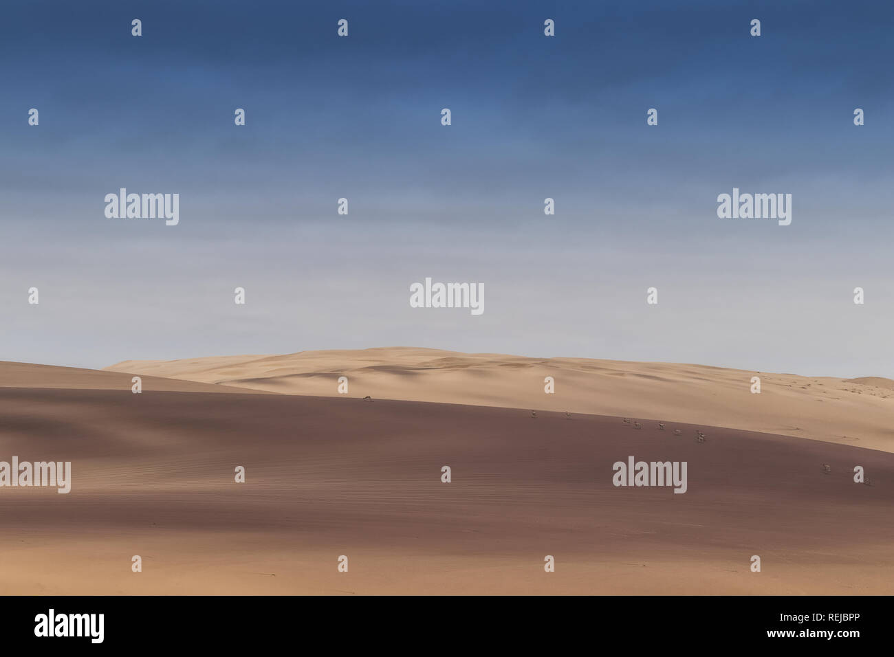 Group of springbocks running on the dunes of the Namibe Desert. Africa ...