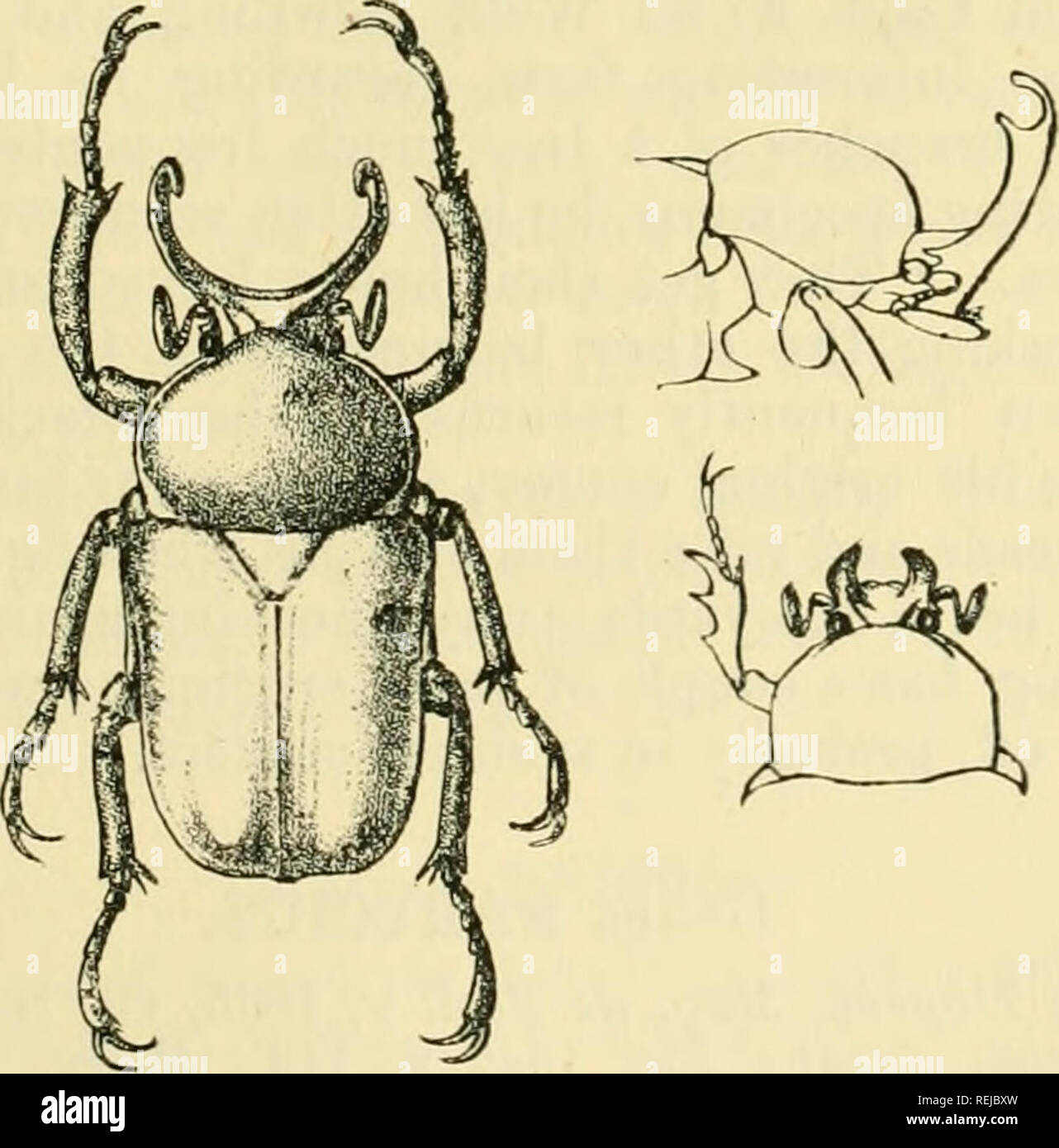 . Coleoptera: Lamellicornia. Scarabaeidae. CYPHO>'OCEi>nALUS. 09 ...