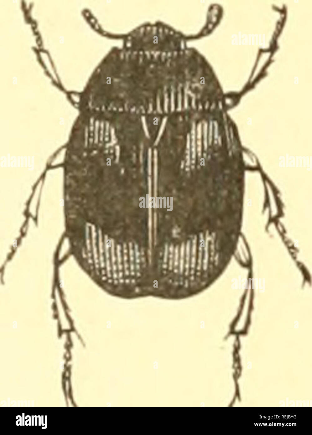 Silver insect eggs hi-res stock photography and images - Alamy