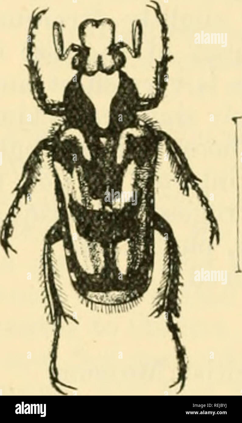 . Coleoptera: Lamellicornia. Scarabaeidae. 64 CETOWIIN^. BuTiMA : Karen ...