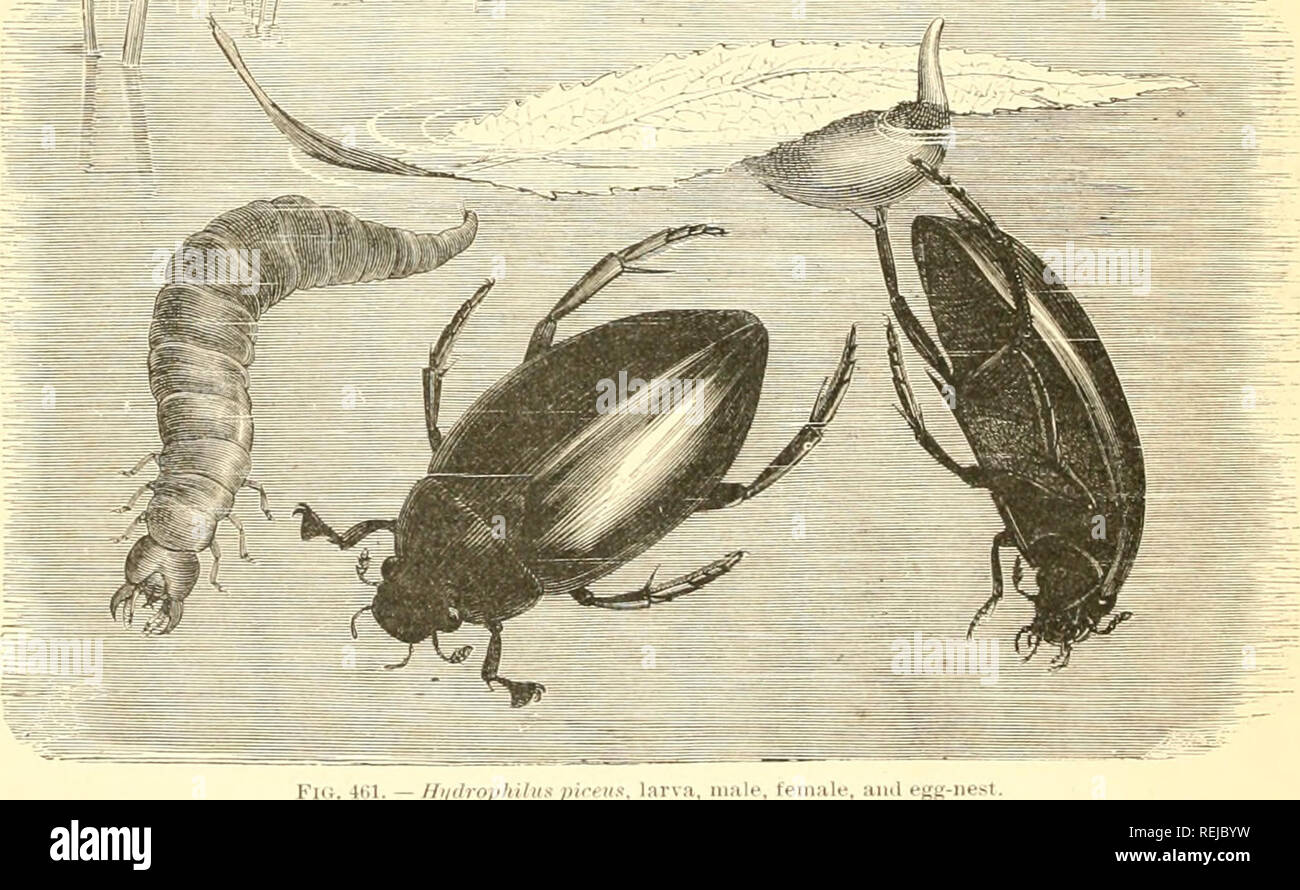 Six distinct beetle species hi-res stock photography and images - Alamy