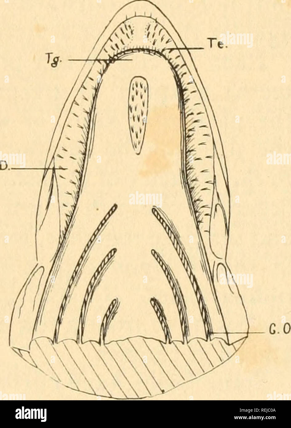 . Cold-blooded vertebrates: part I. Fishes. Fishes; Amphibians ...