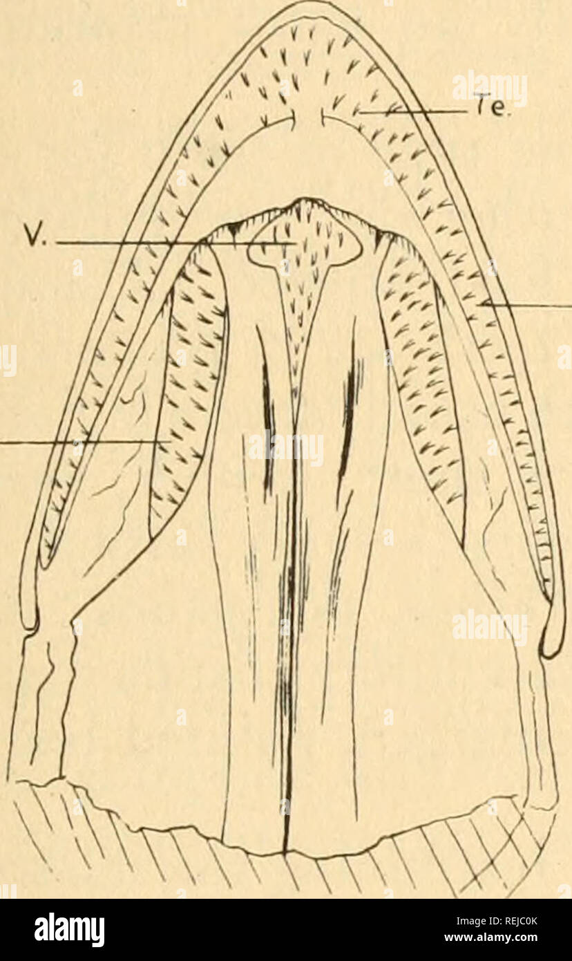 Dermal denticles hi-res stock photography and images - Alamy