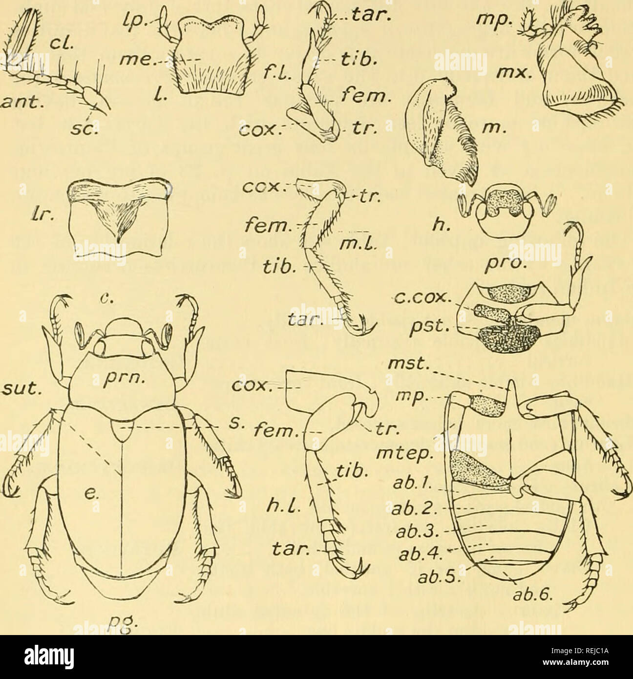 . Coleoptera: Lamellicornia. Scarabaeidae. 4 BUTELIN^. of the mandibles ...