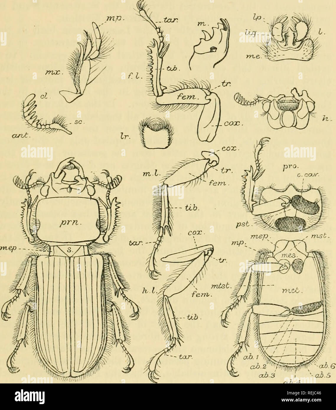 . Coleoptera: Lamellicornia. Scarabaeidae. LAMELLICORNIA. meeting in ...