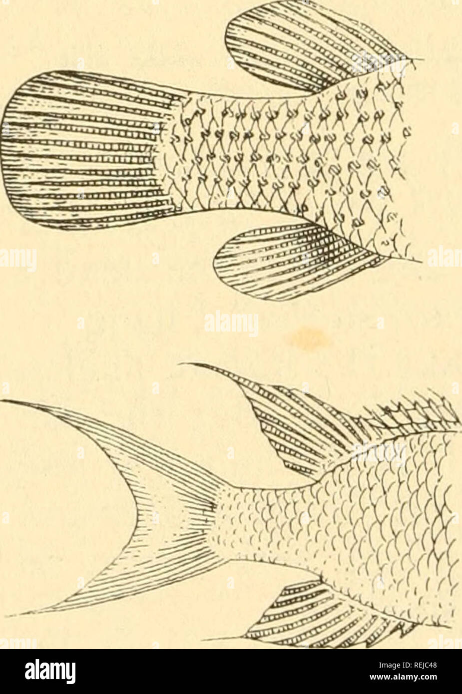 . Cold-blooded vertebrates: part I. Fishes. Fishes; Amphibians ...