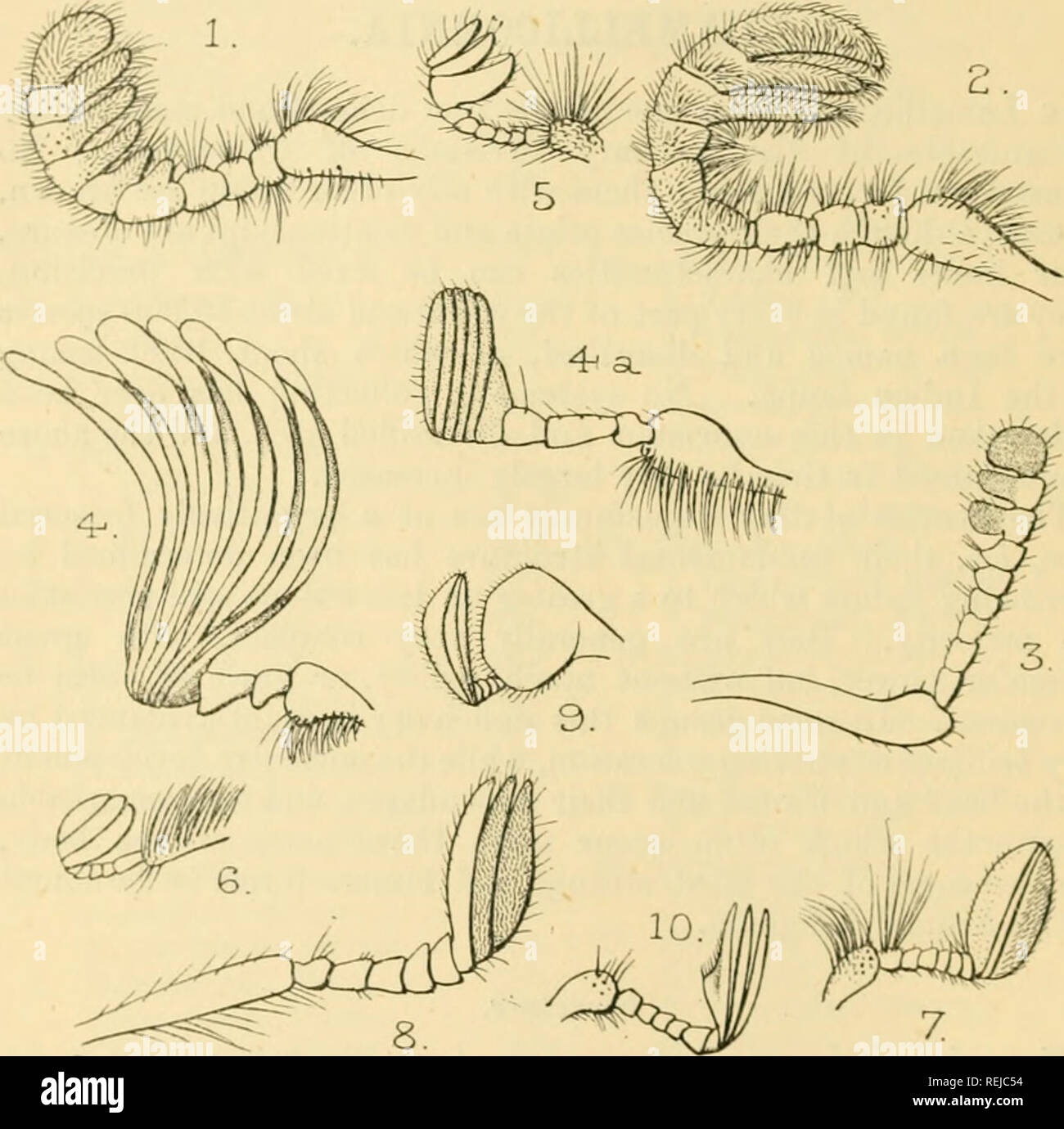 Scarabaeidae Antennae
