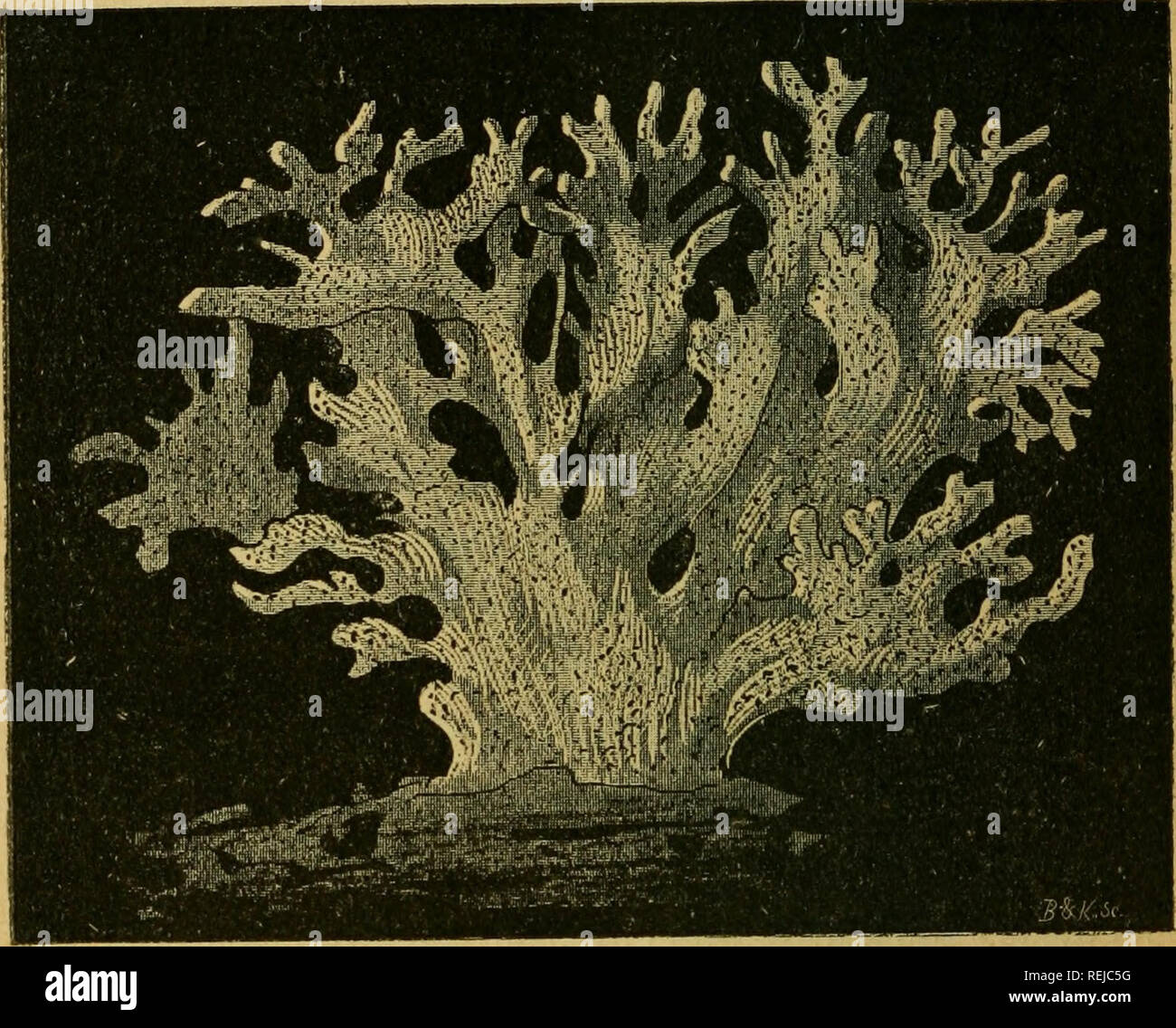 . Coelents, inodermes, protozoaires. Cnidaria; Ctenophora; Sponges ...