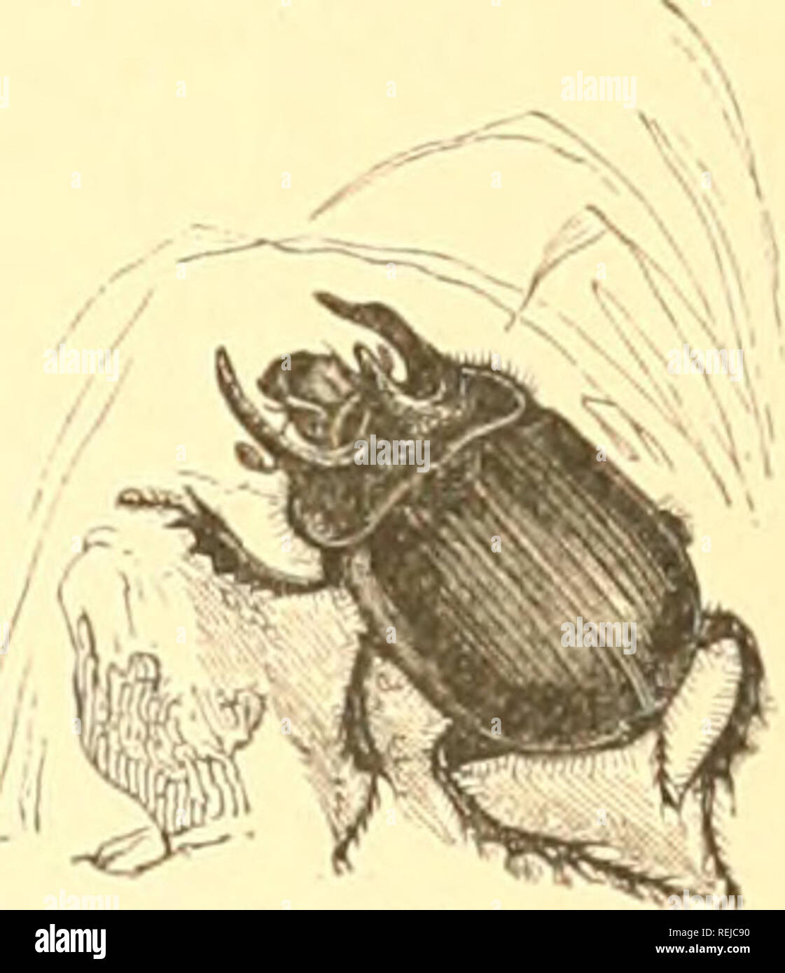 . Coleoptera. Beetles. BEETLES. 373. Fig. 433. â Gi; segments, the ...