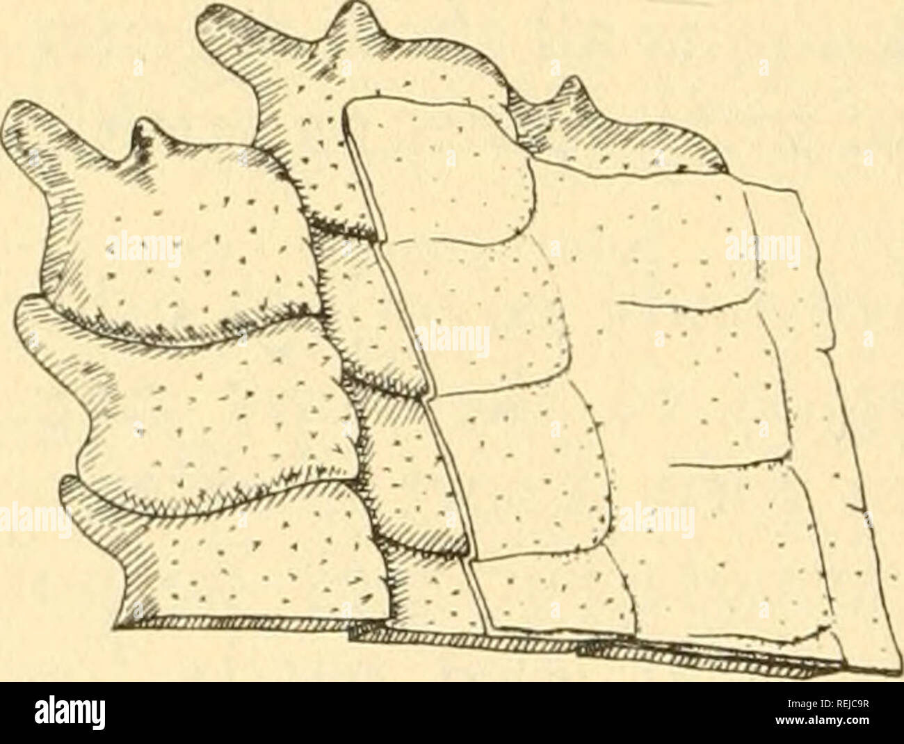 Gar scales hi-res stock photography and images - Alamy