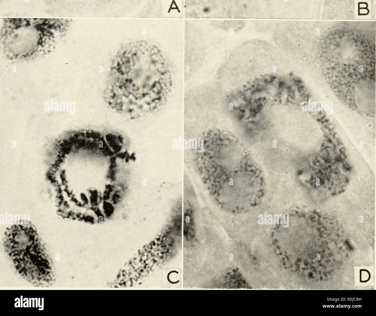 Chromosomal area hi-res stock photography and images - Alamy