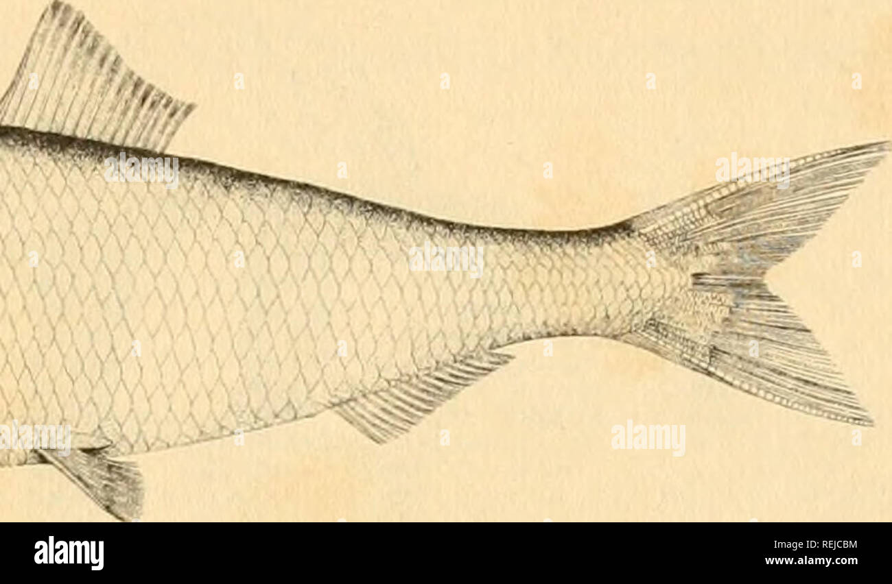 . Cold-blooded vertebrates: part I. Fishes. Fishes; Amphibians ...