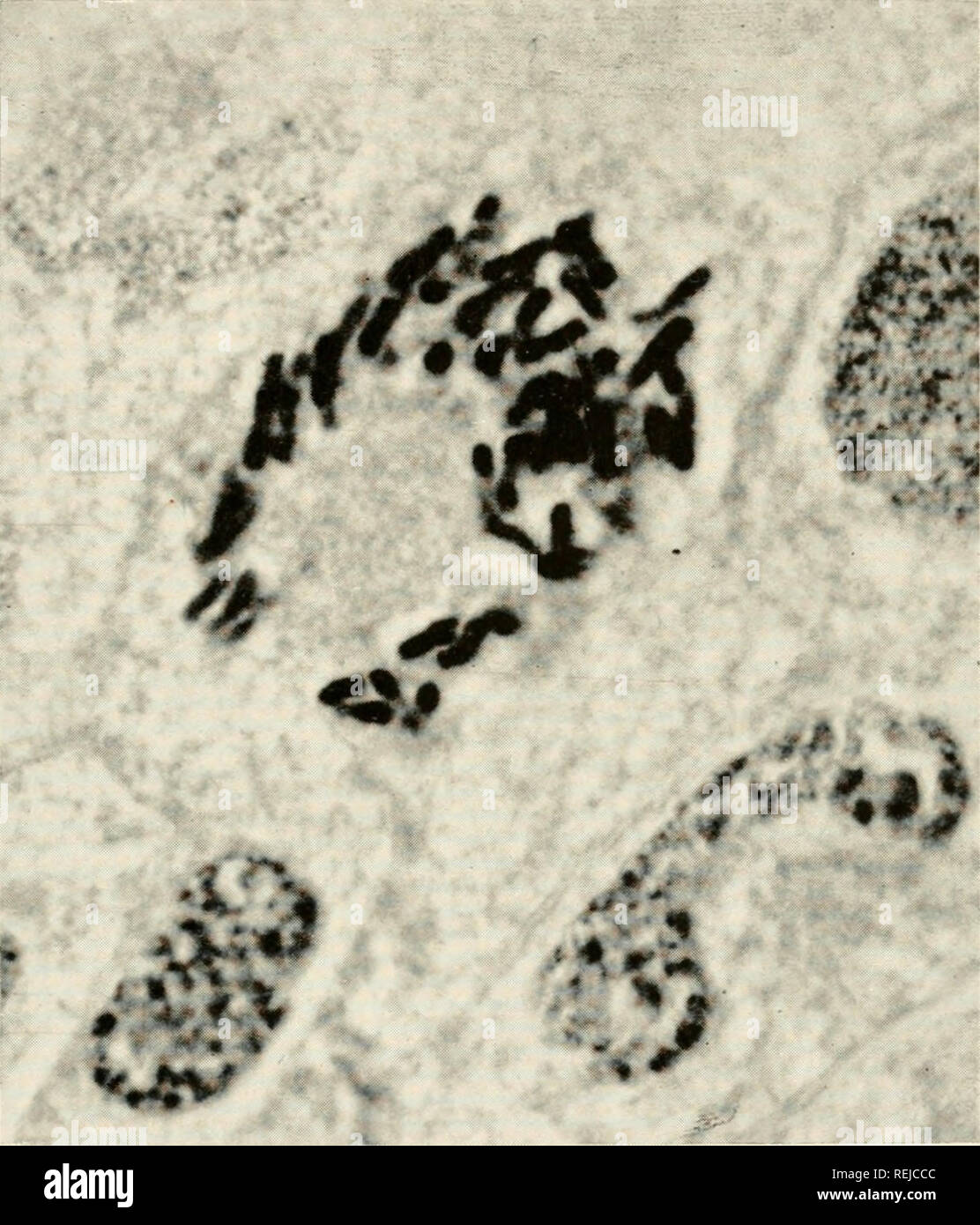 Specificall hi-res stock photography and images - Alamy