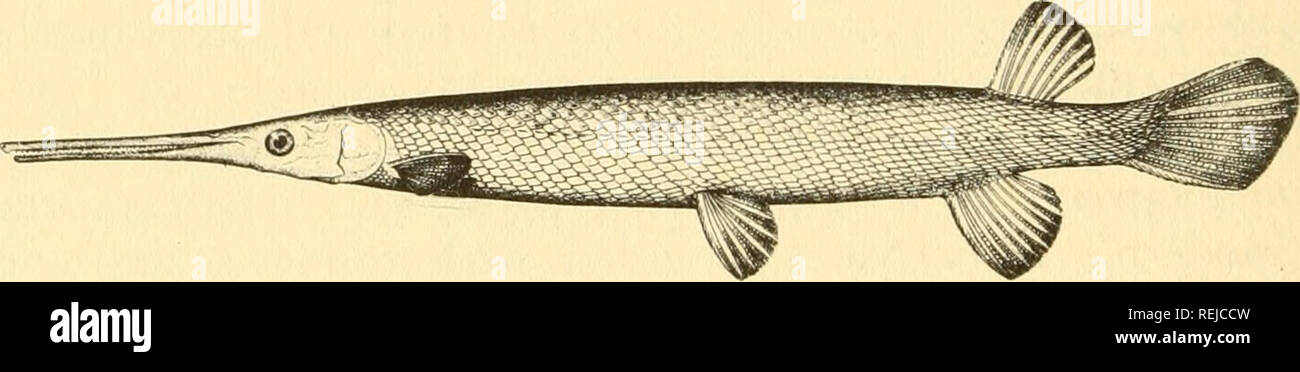 Gar scales hi-res stock photography and images - Alamy