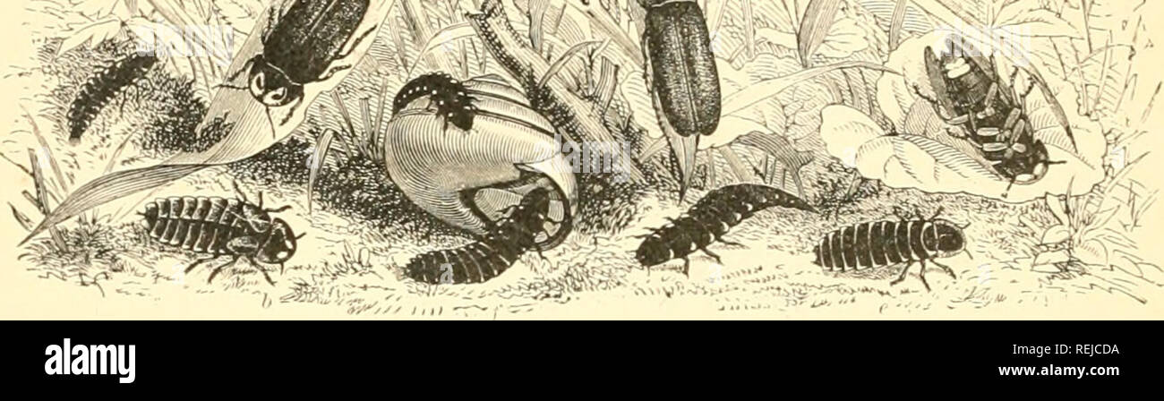 Luminous beetles hi-res stock photography and images - Alamy