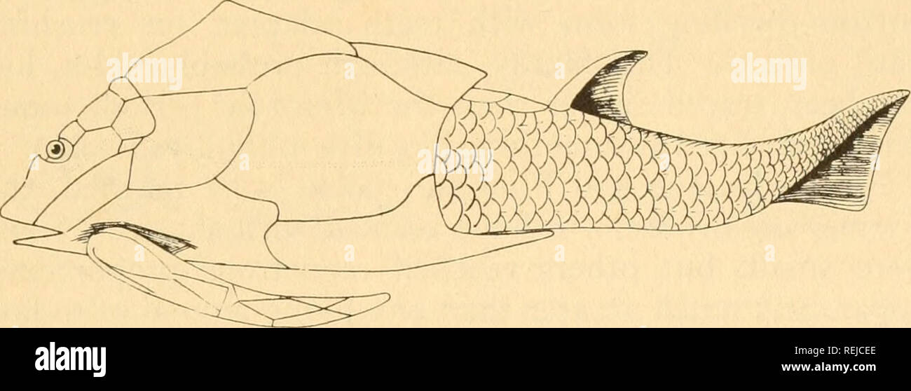 Pterichthys hi-res stock photography and images - Alamy